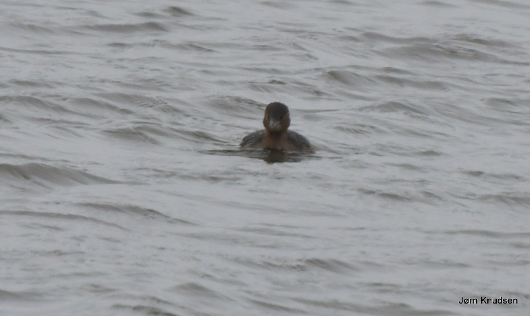 Lille lappedykker - Tachybaptus ruficollis - Fund #490635 - Arter