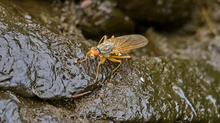 Neoleria ruficeps - Neoleria ruficeps - Fund #895425 - Arter
