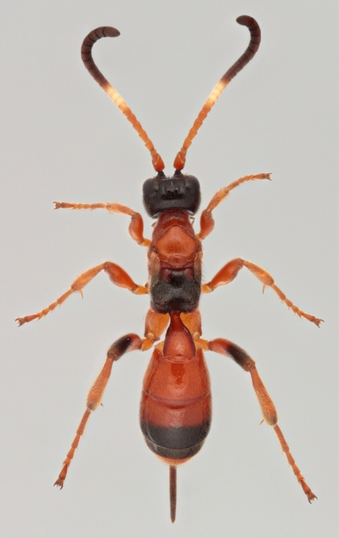 Aptesis nigrocincta (Aptesis nigrocincta) | Kendetegn, levested og ...