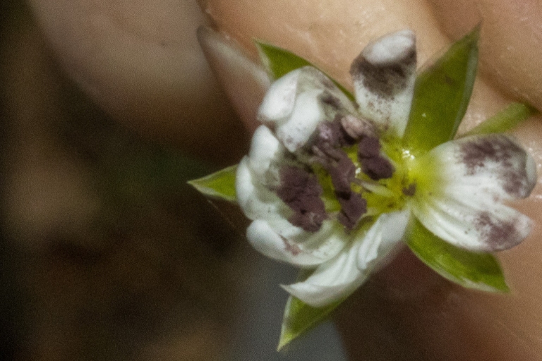 Fladstjerne-støvbladrust - Microbotryum stellariae - Fund #107007 - Arter