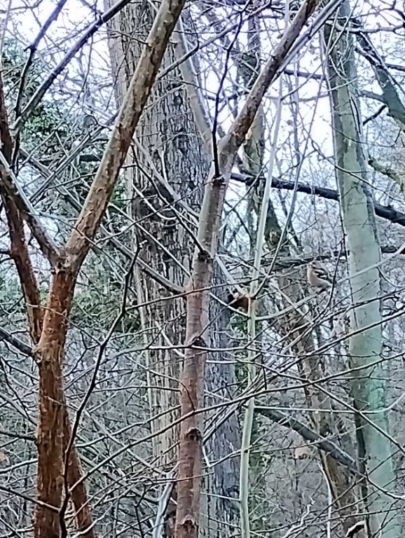 Bogfinke - Fringilla coelebs - Fund #234381 - Arter