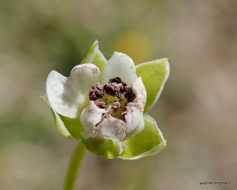 Fladstjerne-støvbladrust - Microbotryum stellariae - Fund #101785 - Arter