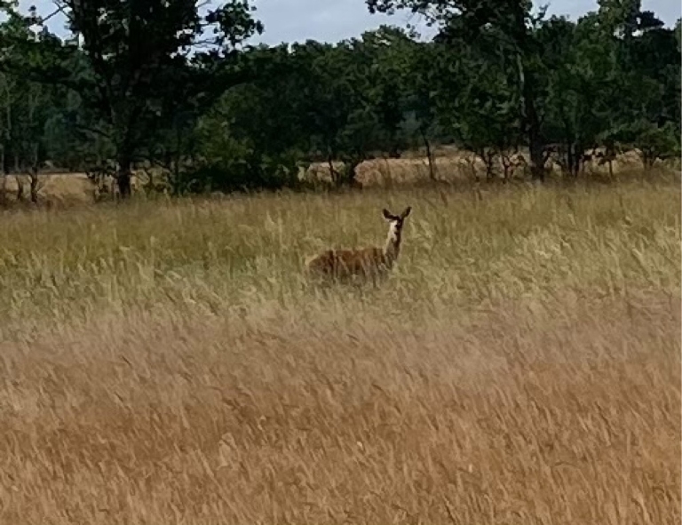 Krondyr - Cervus elaphus - Fund #169597 - Arter