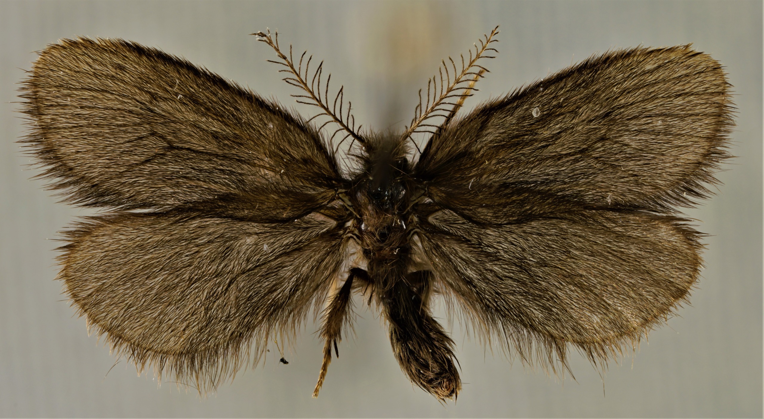 Tynd græsstråsæk (Epichnopterix plumella)