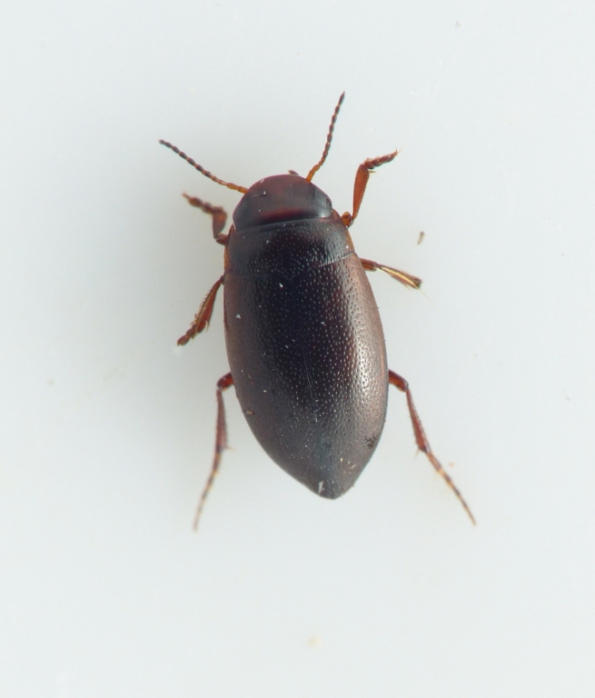 Hydroporus gyllenhalii - Arter