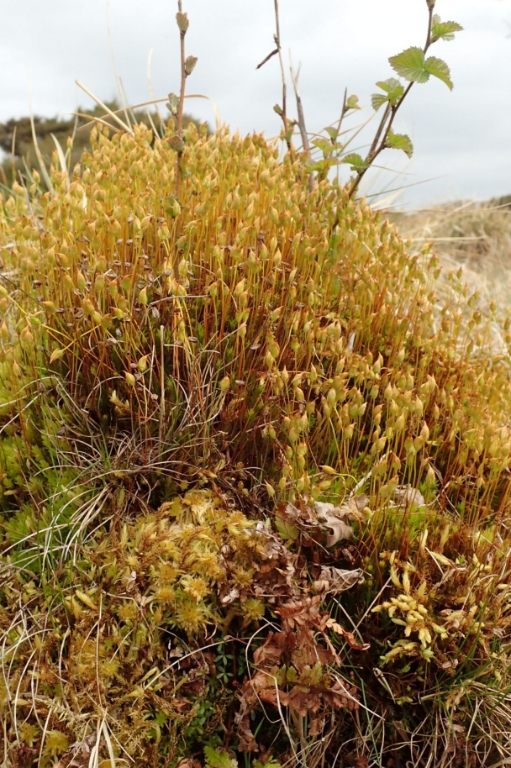 Mose-jomfruhår - Polytrichum longisetum - Fund #108255 - Arter