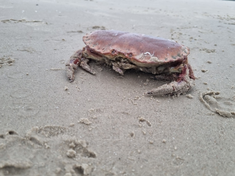 Taskekrabbe - Cancer pagurus - Fund #223256 - Arter