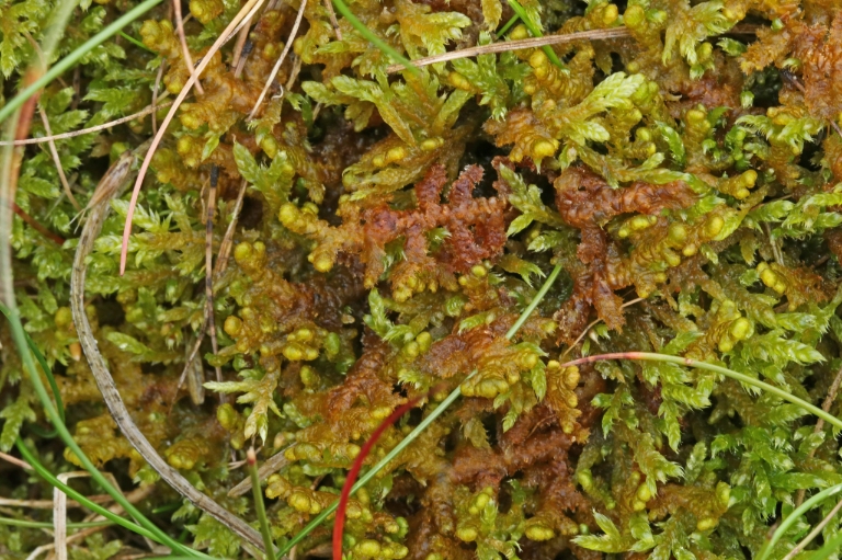 Almindelig frynsemos - Ptilidium ciliare - Fund #218597 - Arter