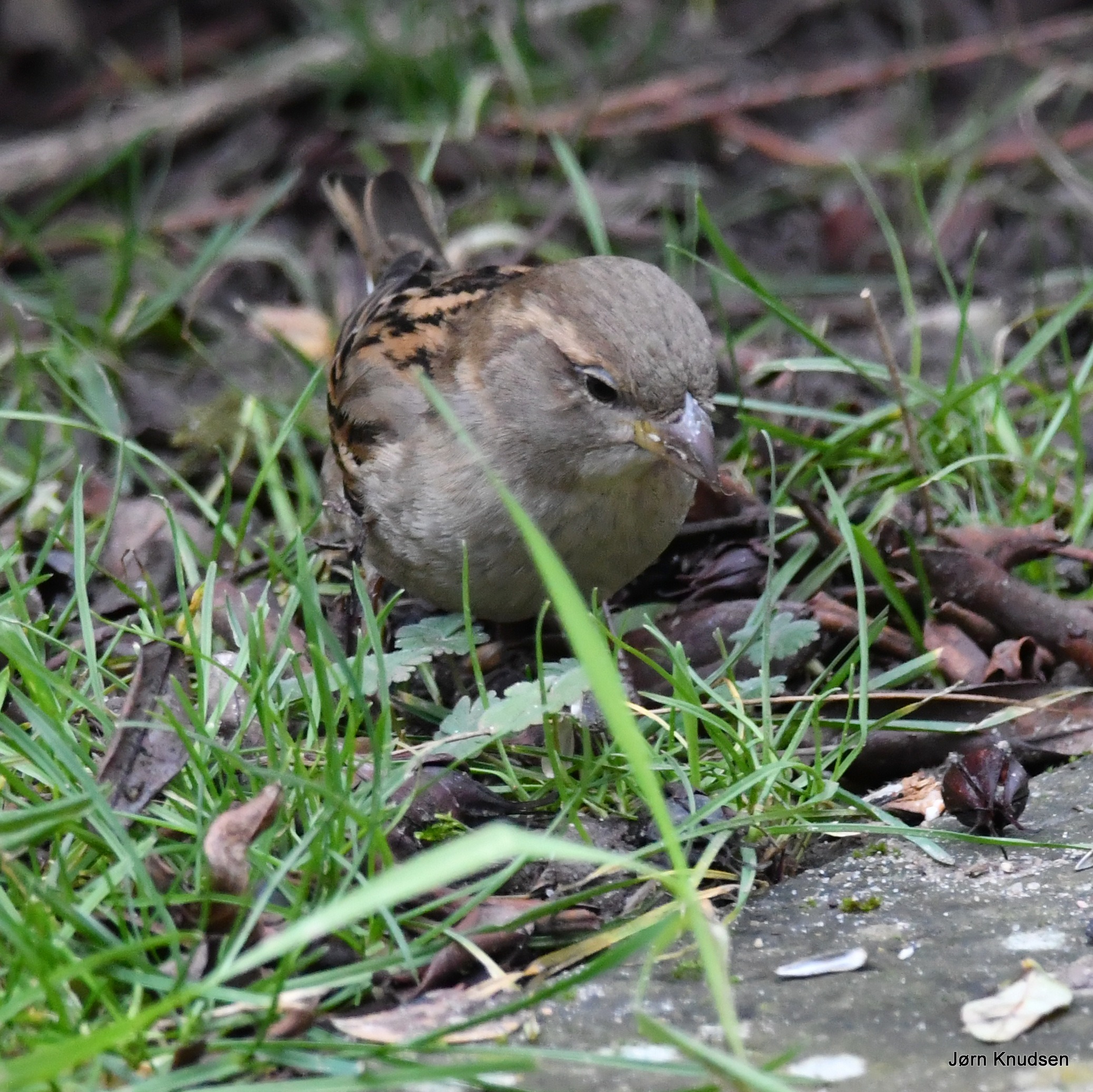 Passer domesticus (Linnaeus, 1758)