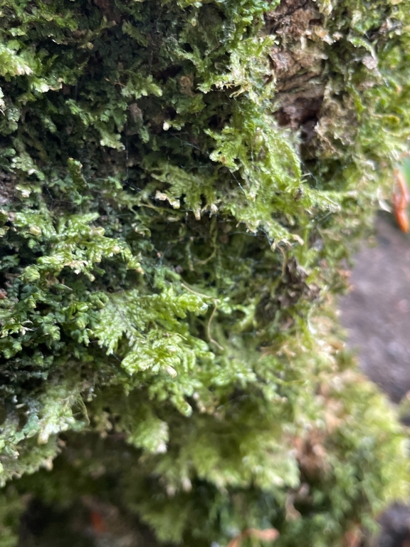 Almindelig fladmos - Neckera complanata - Fund #136328 - Arter