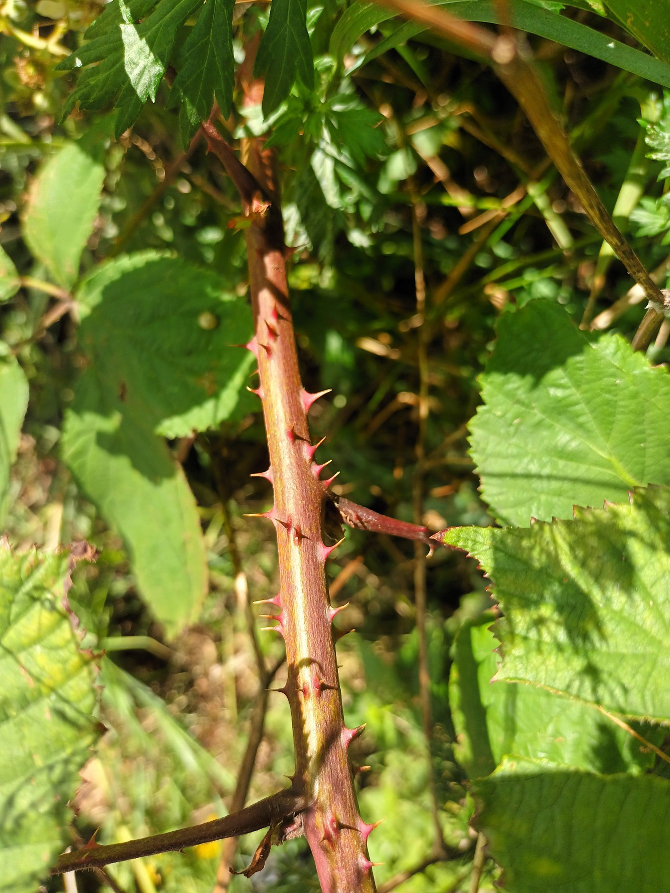 Rubus pyramidalis Kaltenb.