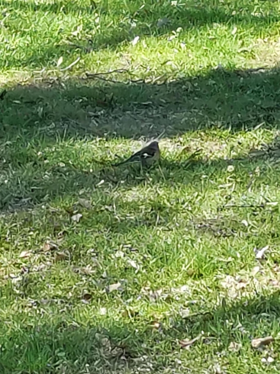 Bogfinke - Fringilla coelebs - Fund #100255 - Arter