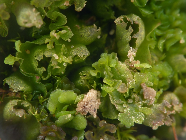 Fliget ribbeløv - Pellia endiviifolia - Fund #221010 - Arter