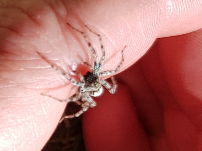 Arctosa - Arctosa - Fund #116145 - Arter