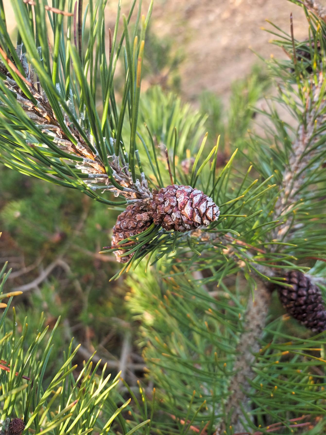 Pinus L.