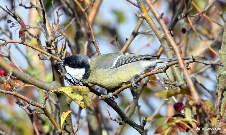 Musvit - Parus major - Fund #223598 - Arter