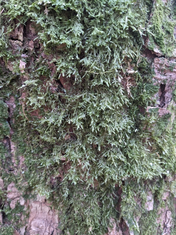 Almindelig fladmos - Neckera complanata - Fund #228435 - Arter