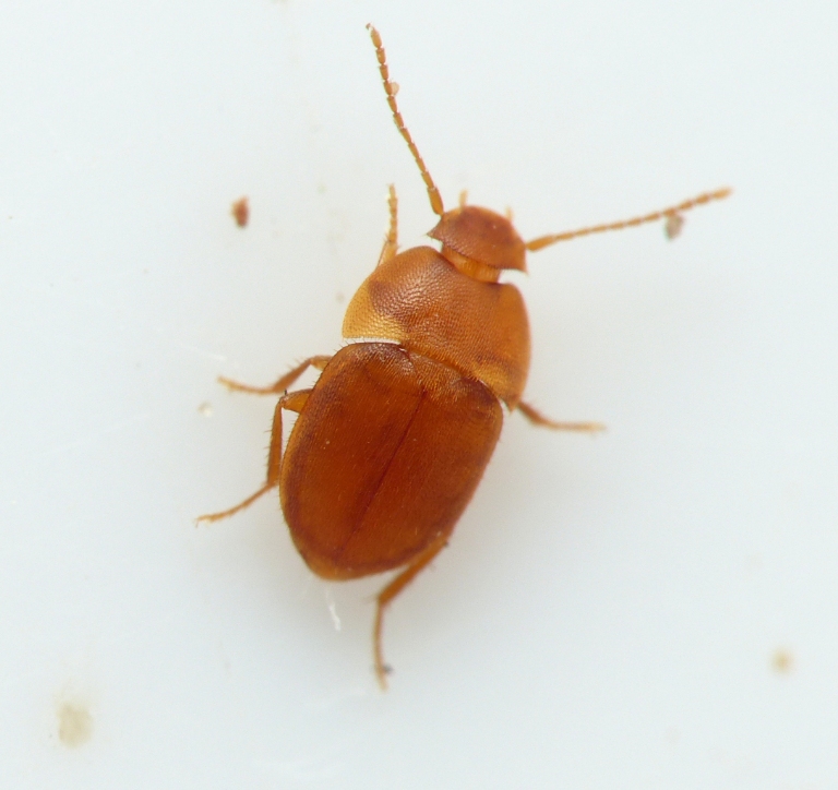 Musebille - Leptinus testaceus - Fund #235208 - Arter