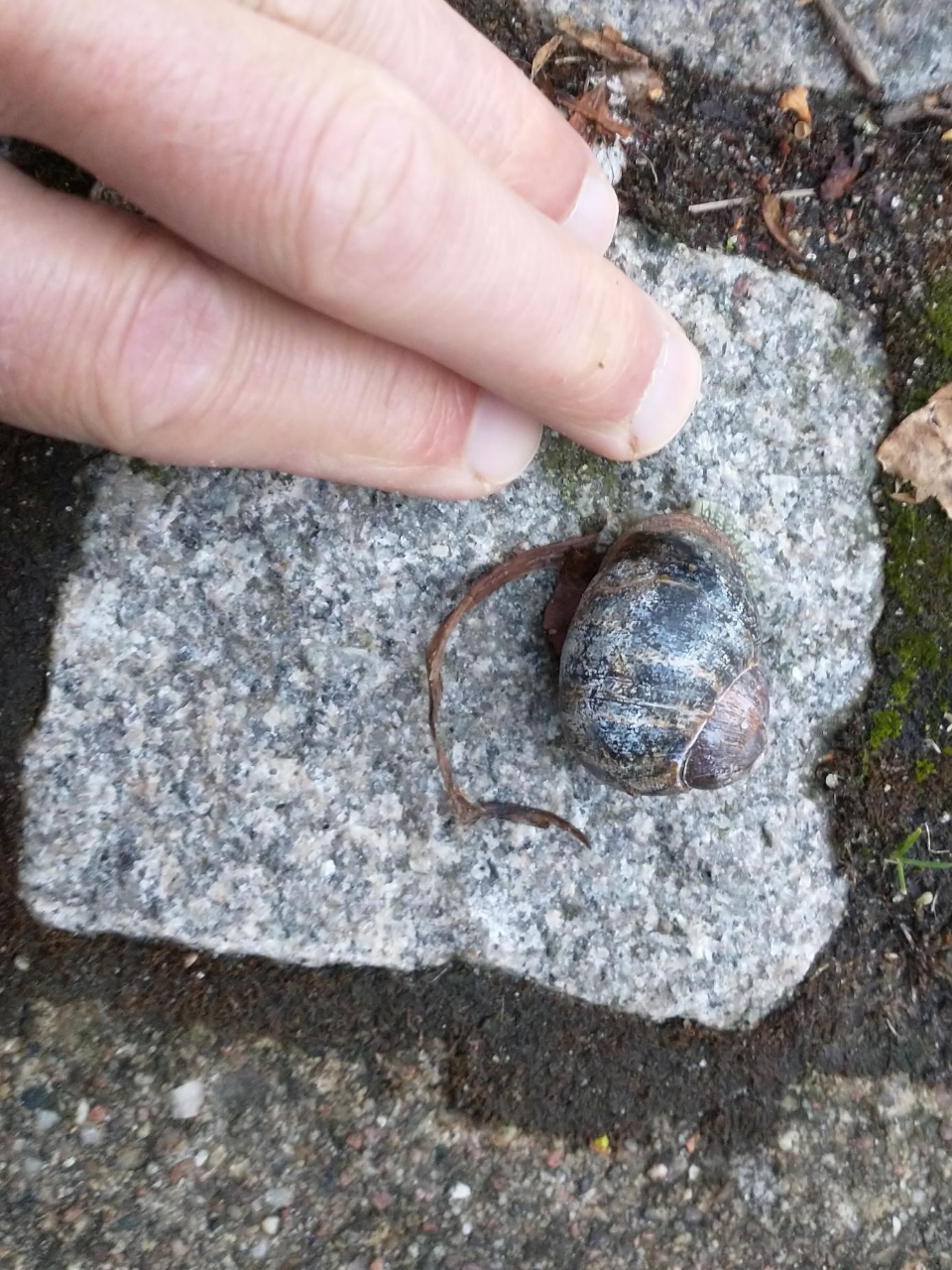 Plettet voldsnegl - Arter