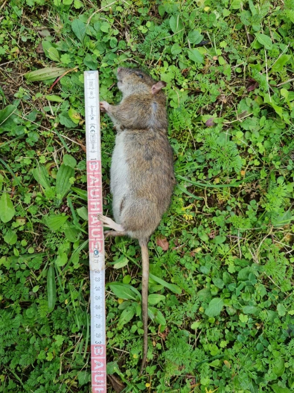 Brun rotte - Rattus norvegicus - Fund #211924 - Arter