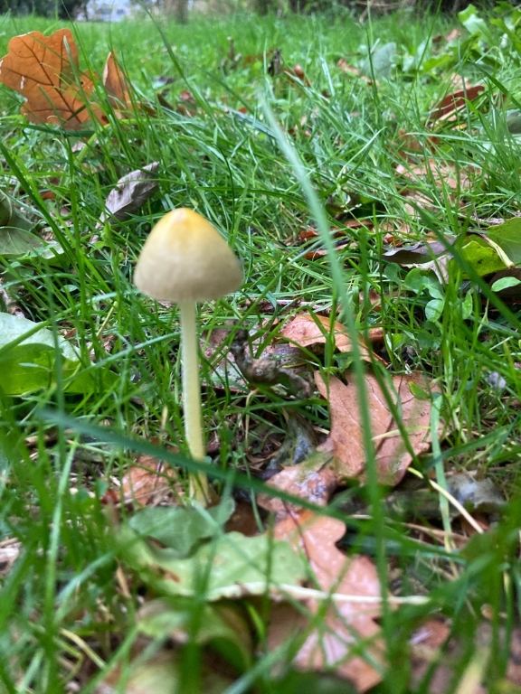 Almindelig gulhat - Bolbitius titubans - Fund #218171 - Arter