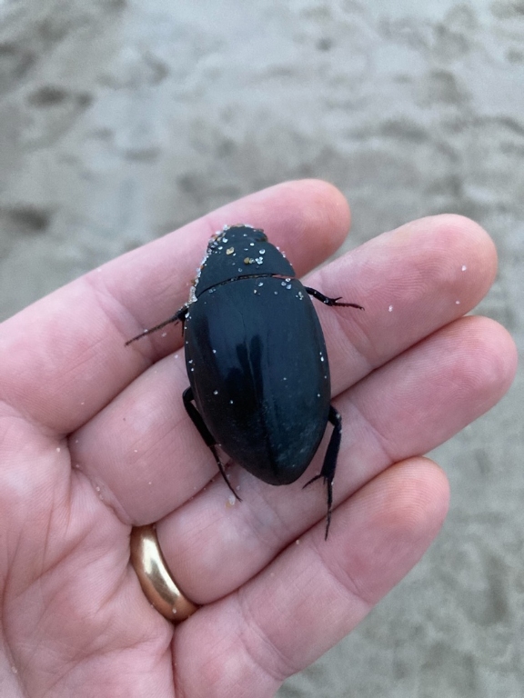 Hydrophilus aterrimus - Hydrophilus aterrimus - Fund #224654 - Arter