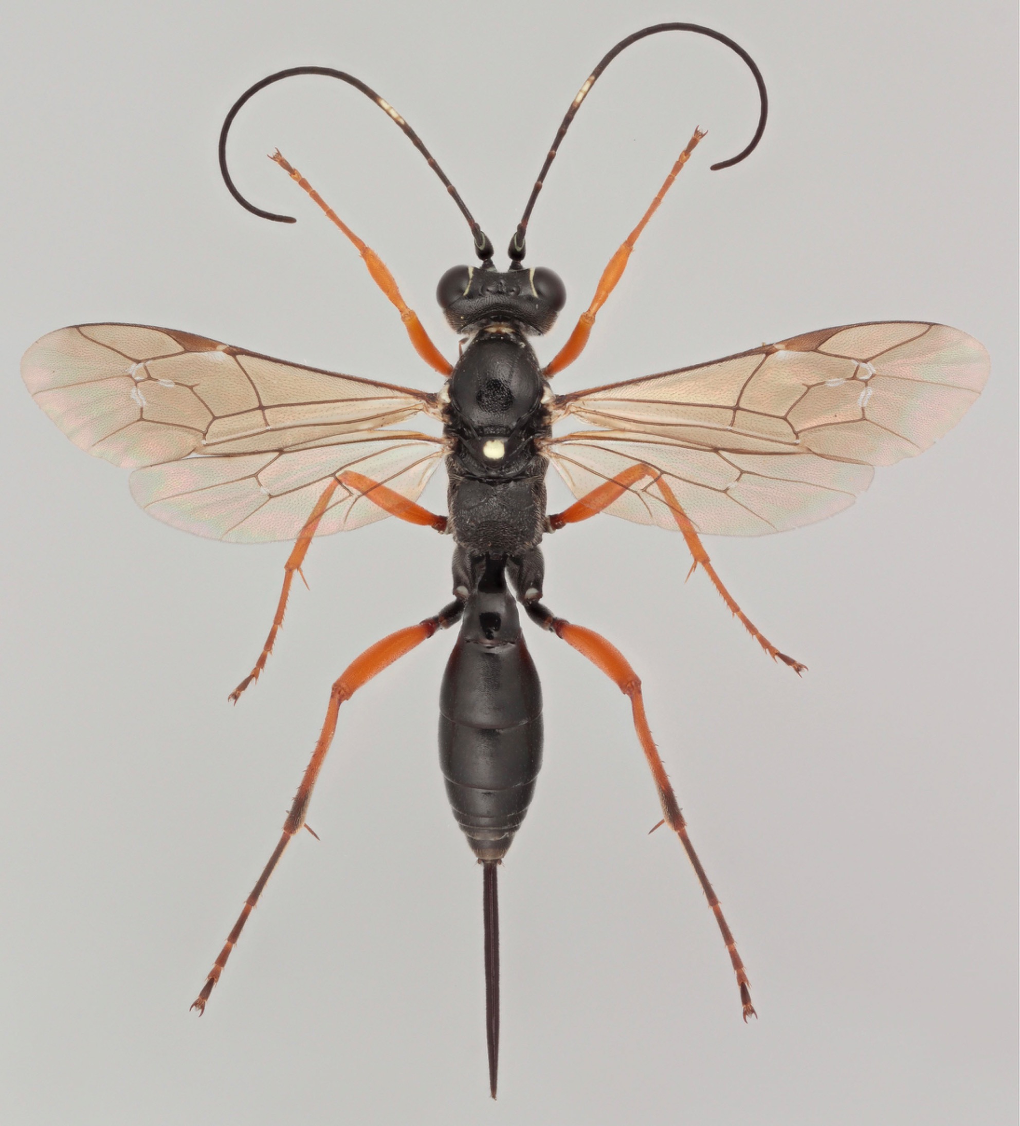 Cryptus viduatorius - Cryptus viduatorius - Fund #411590 - Arter