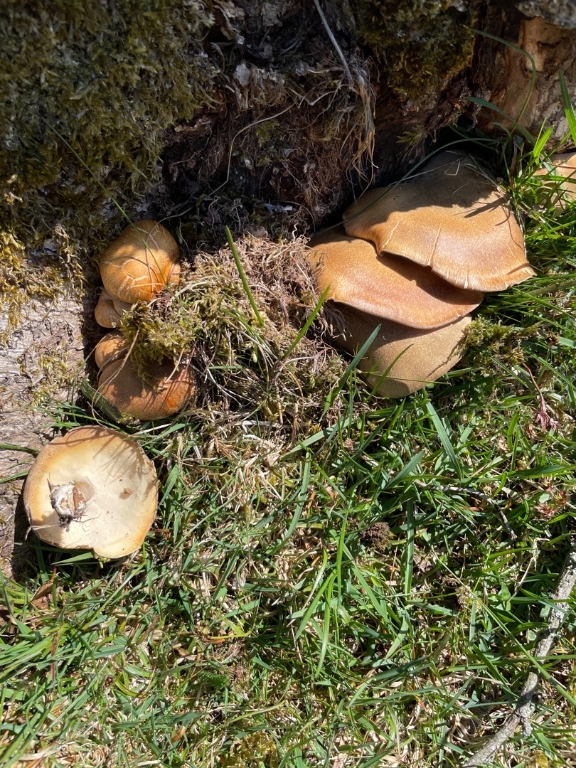 Forårs-stilkporesvamp - Lentinus substrictus - Fund #106977 - Arter