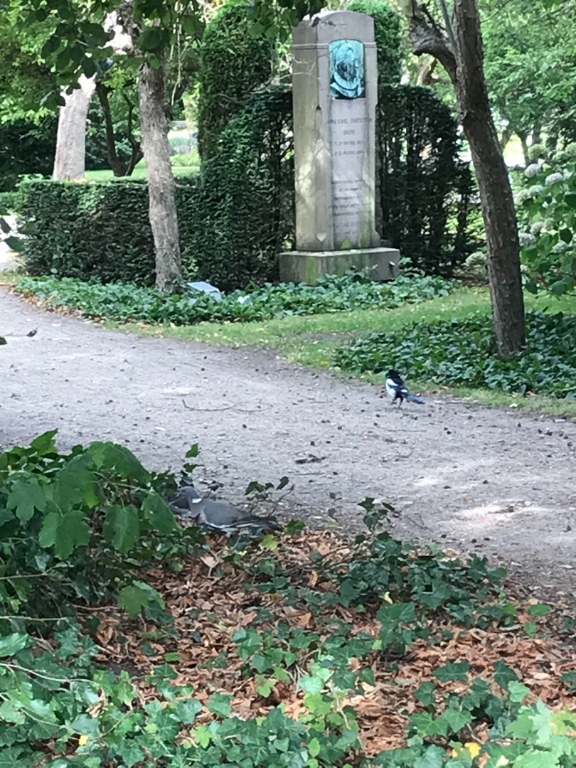 Ringdue - Columba palumbus - Fund #202640 - Arter