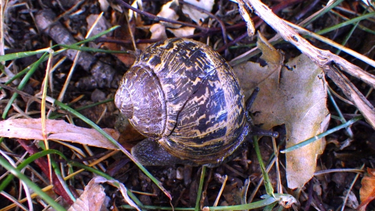 Plettet voldsnegl - Arter