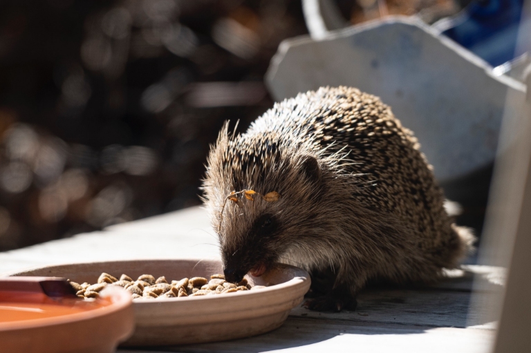 Pindsvin - Erinaceus europaeus - Fund #183159 - Arter