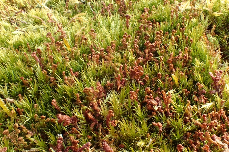 Almindelig frynsemos - Ptilidium ciliare - Fund #95734 - Arter