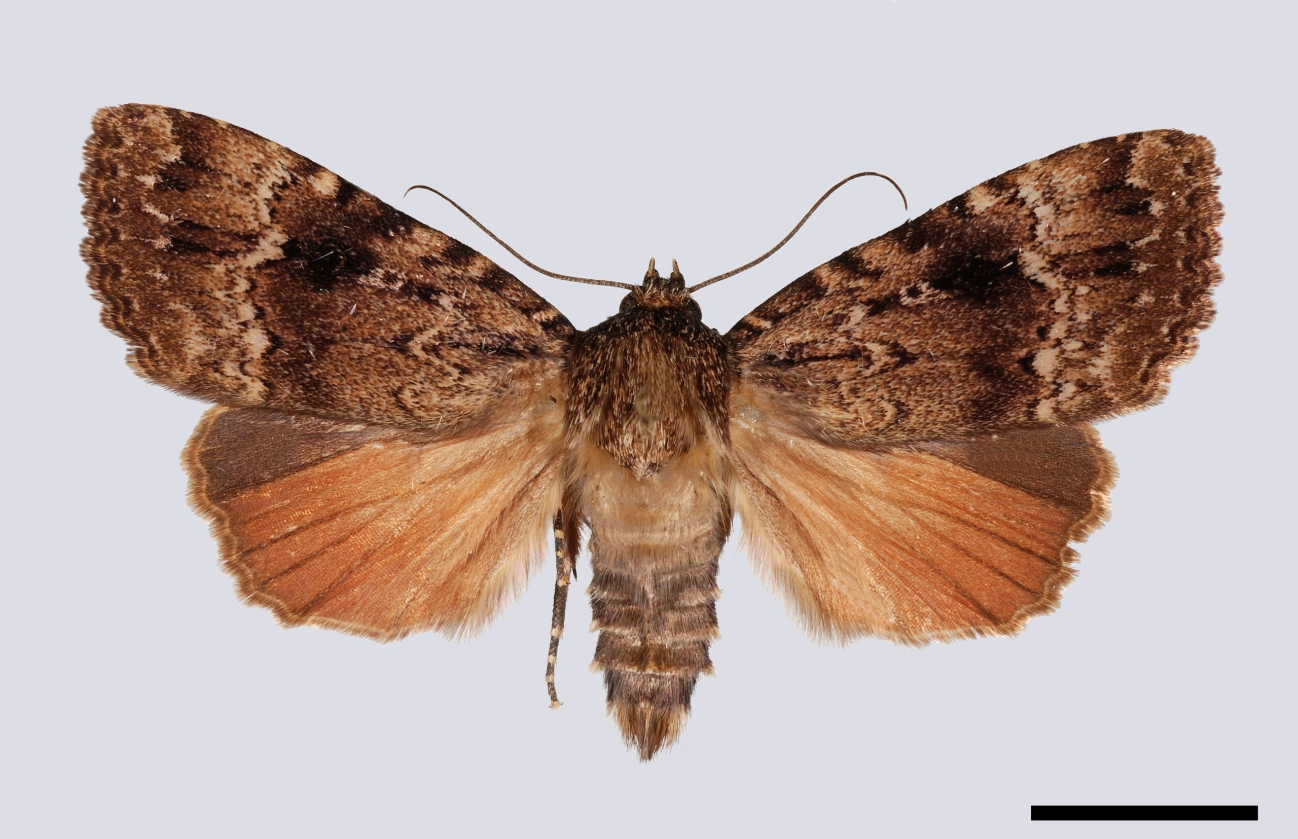 Pyramideugle - Amphipyra pyramidea - Fund #210311 - Arter