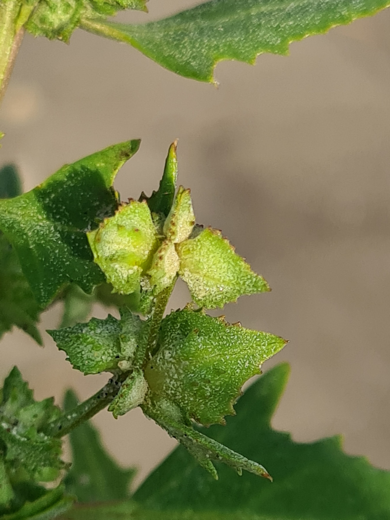 Atriplex glabriuscula Edmondston