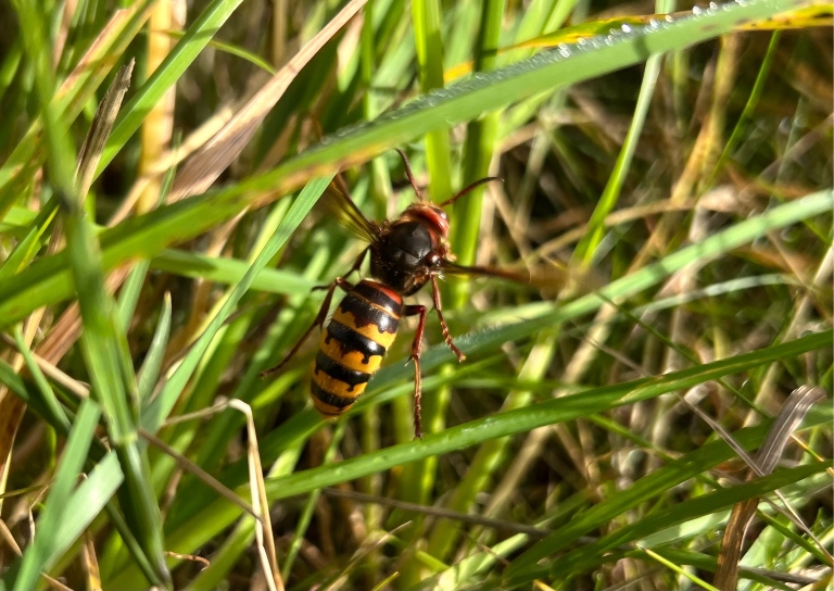 Stor gedehams - Vespa crabro - Fund #208093 - Arter