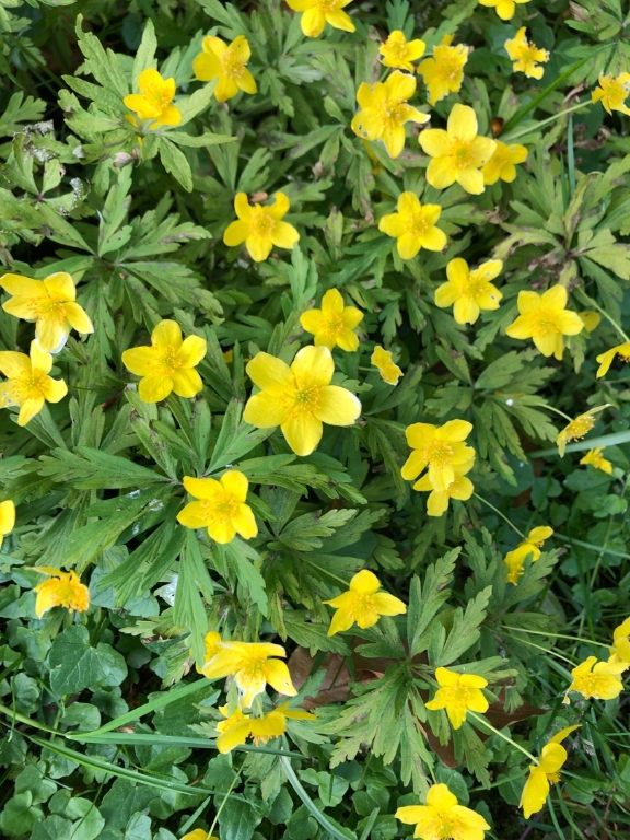 Gul anemone - Arter