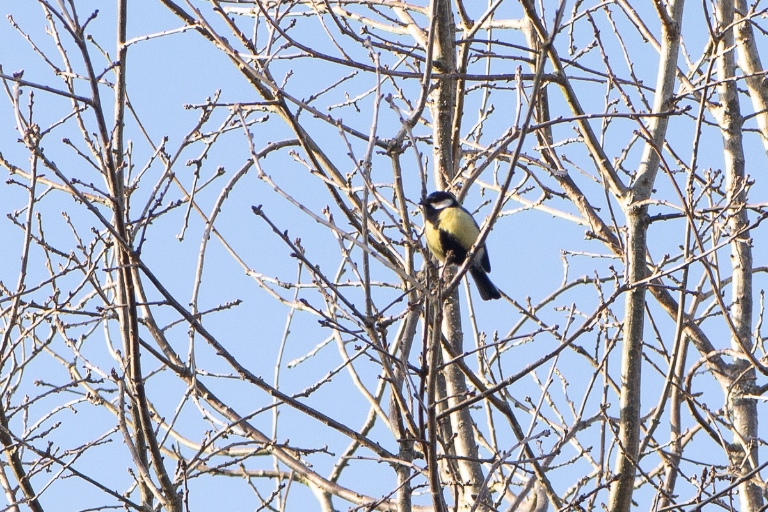 Musvit - Parus major - Fund #108471 - Arter