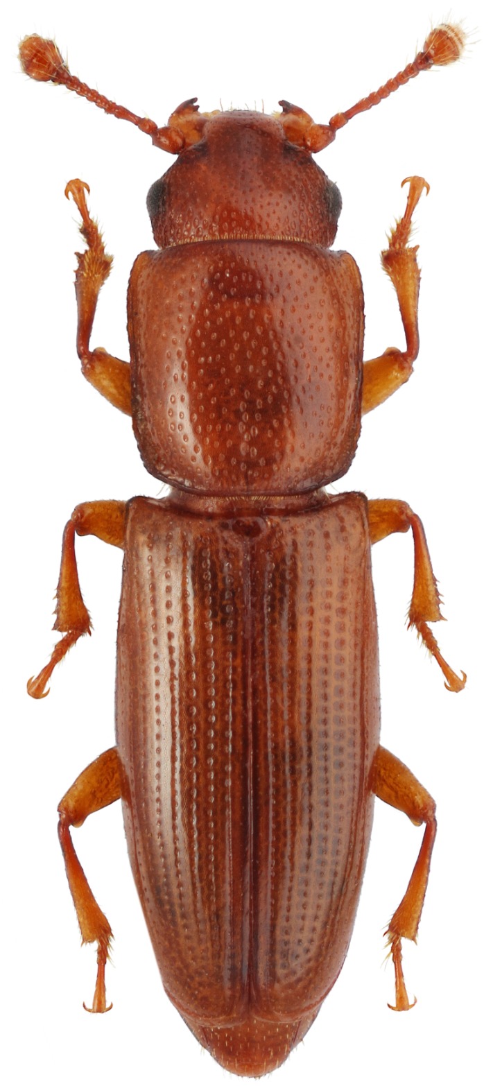 Rhizophagus perforatus (Rhizophagus perforatus) - Arter