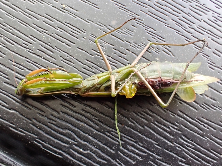 Dit overblik - Arter