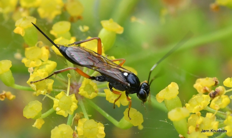 Cryptus viduatorius - Cryptus viduatorius - Fund #411590 - Arter