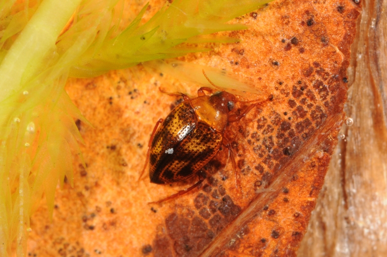 Haliplus fulvicollis (Haliplus fulvicollis) - Arter