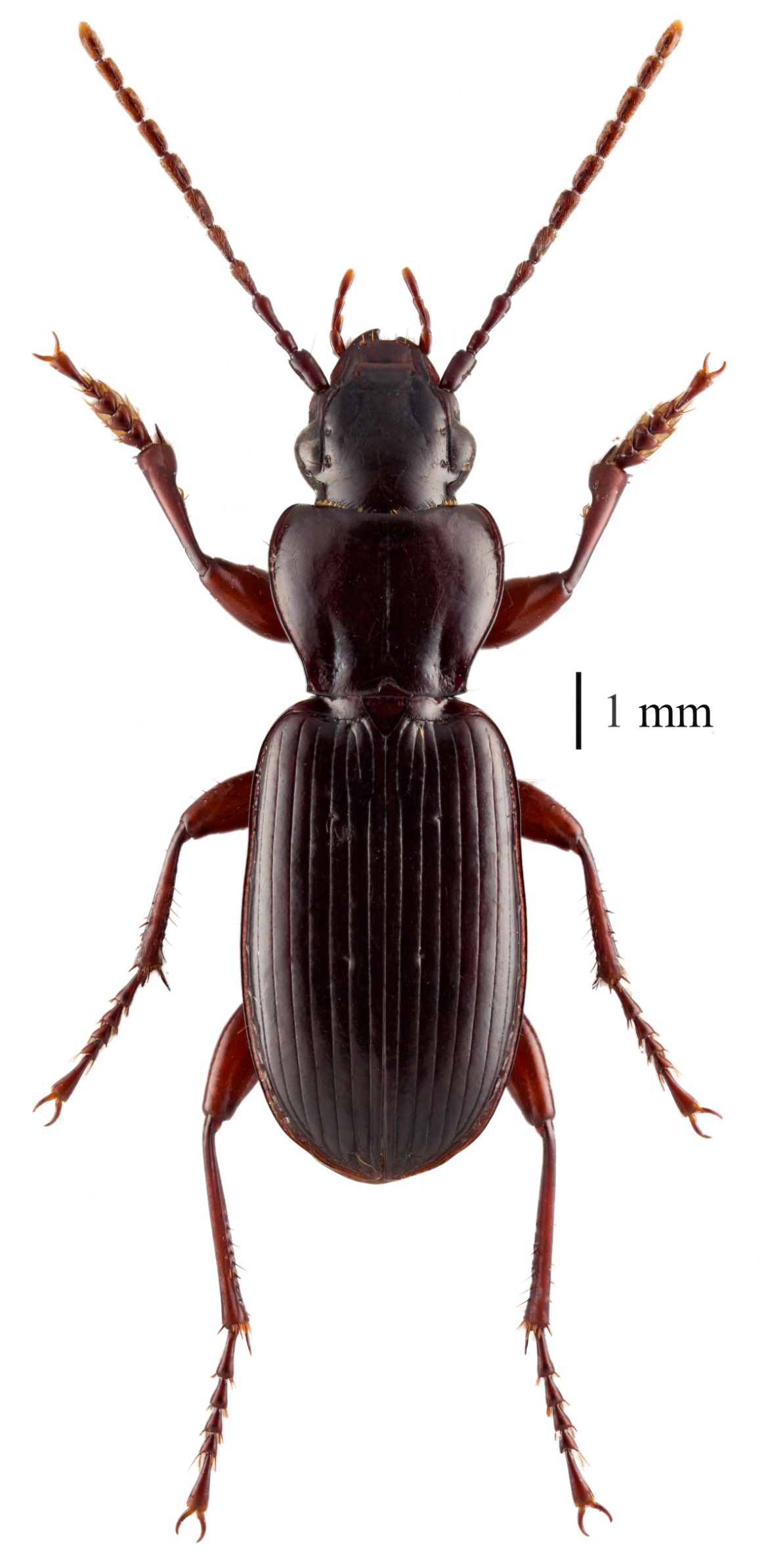 Flad jordløber (Pterostichus macer)