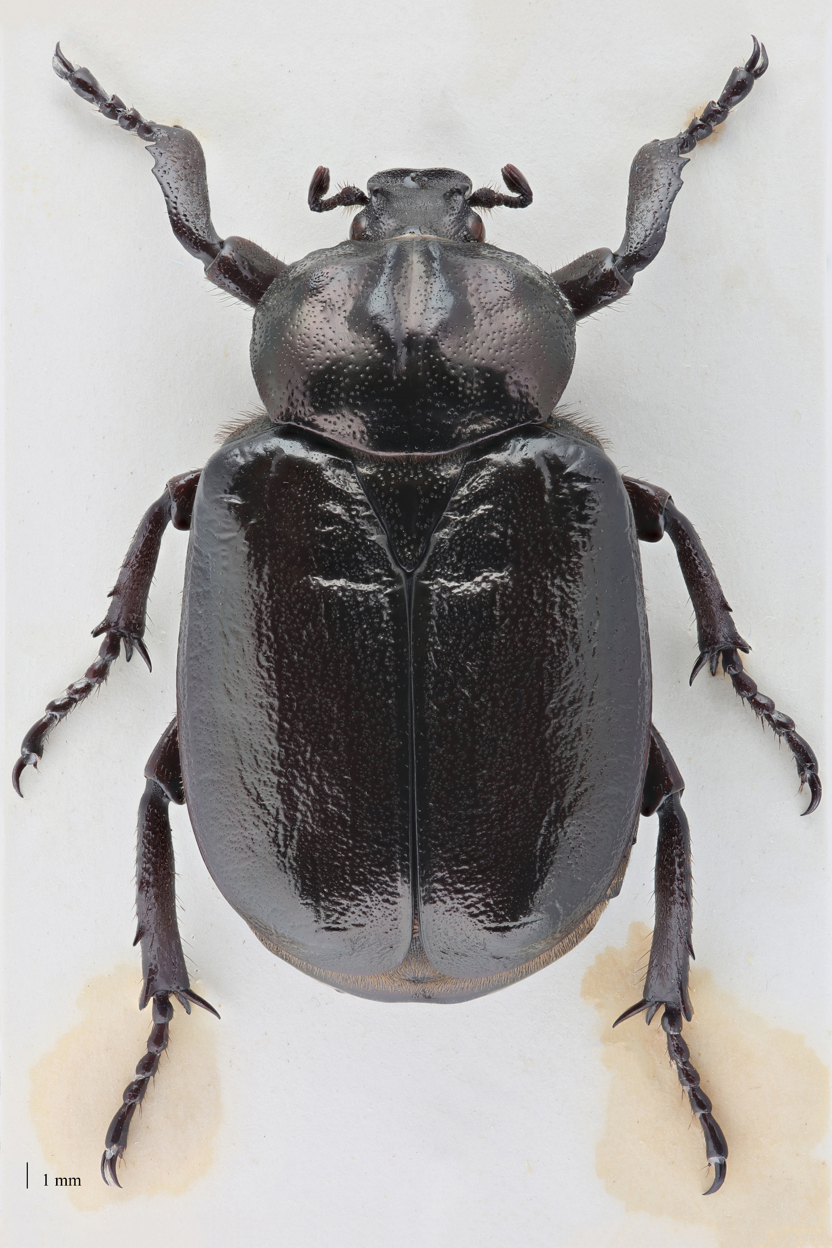 Eremit (Osmoderma eremita)