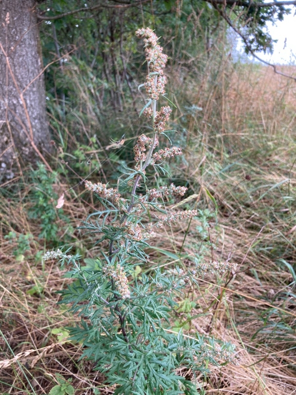 Grå-bynke - Artemisia vulgaris - Fund #175295 - Arter
