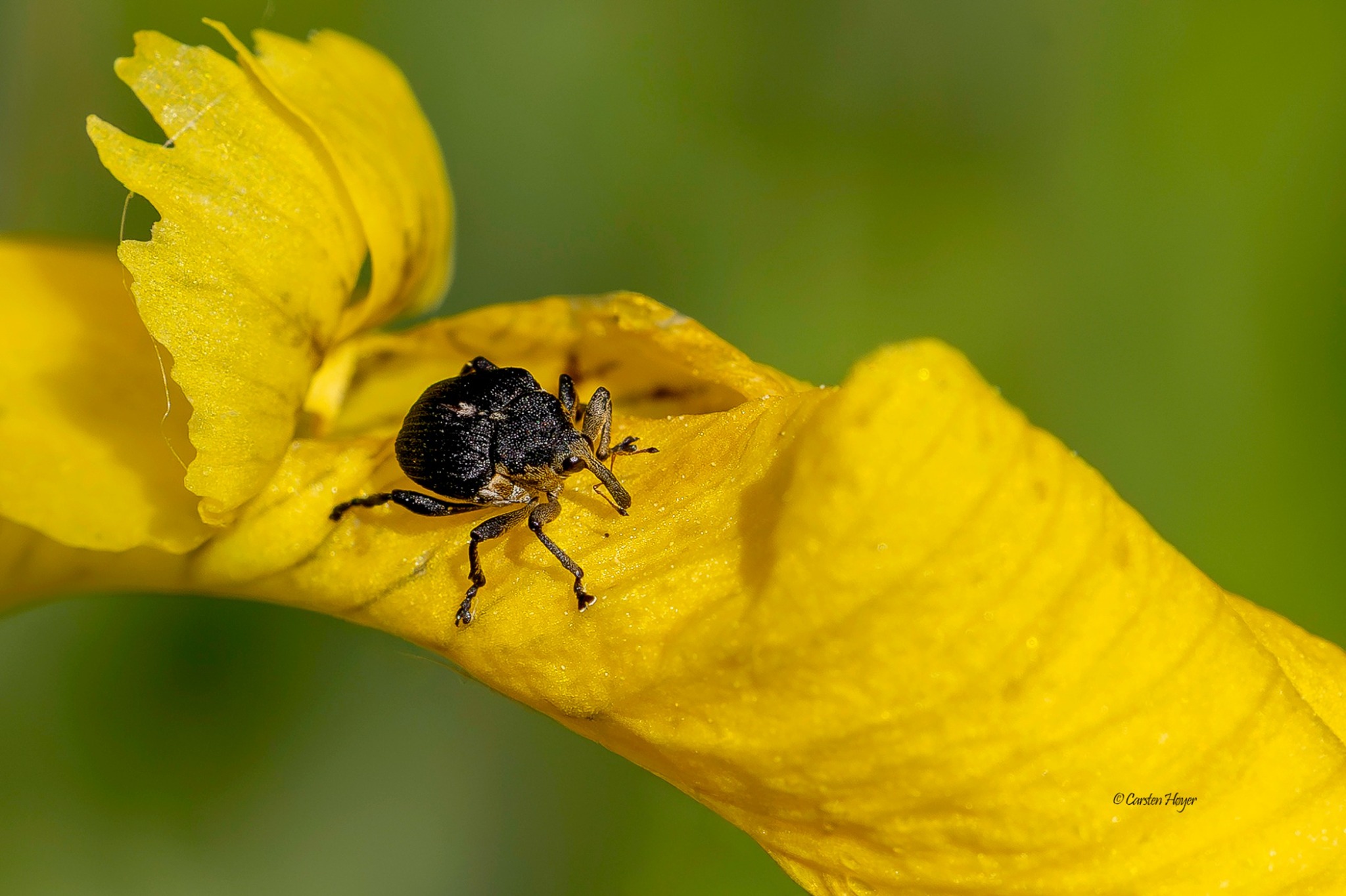 Mononychus punctumalbum - Arter