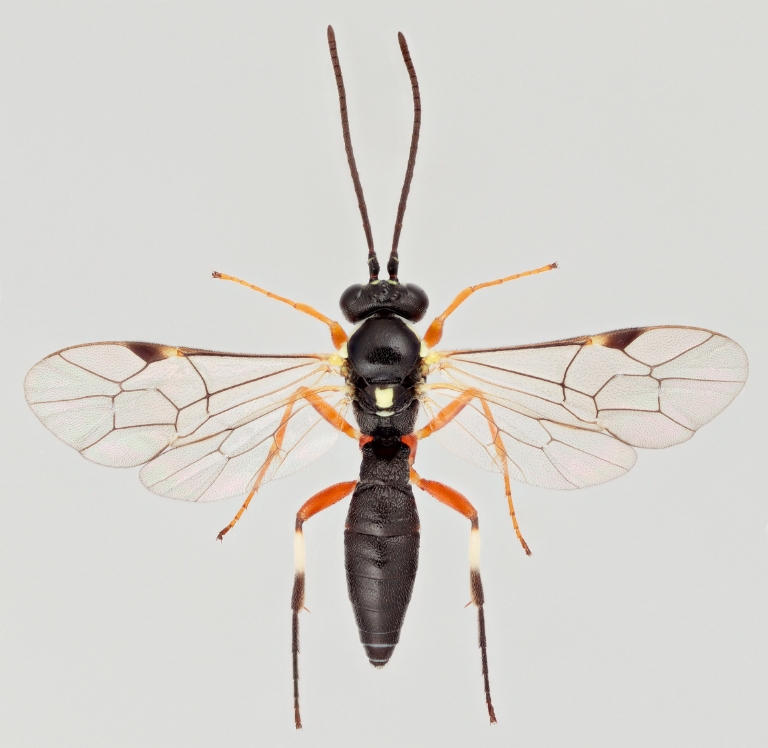 Diplazon tetragonus - Arter