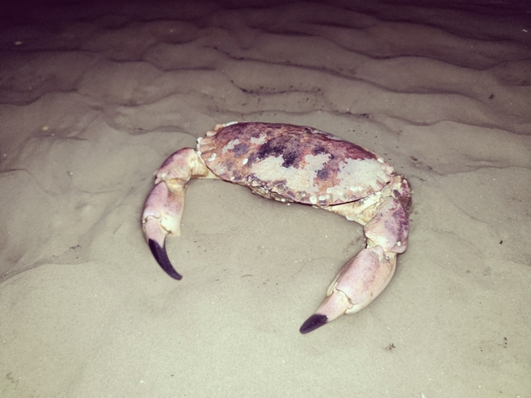 Taskekrabbe - Cancer pagurus - Fund #92200 - Arter