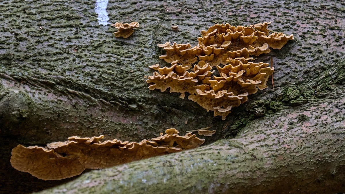 Håret lædersvamp - Arter