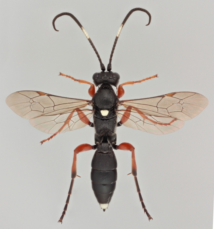 Virgichneumon albosignatus - Arter