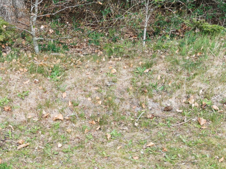 Bogfinke - Fringilla coelebs - Fund #105388 - Arter